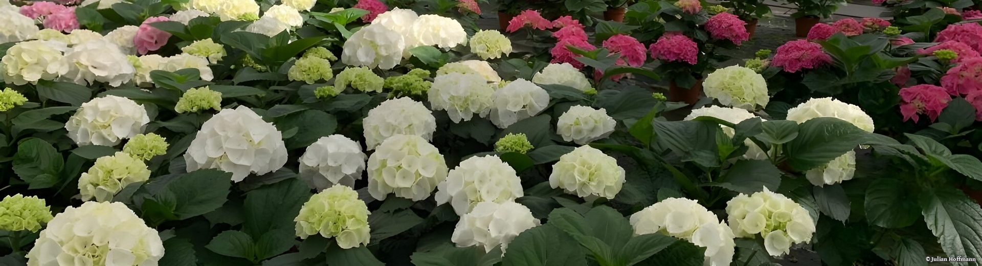 Pflanzenzucht | UN Moormann in Erlte